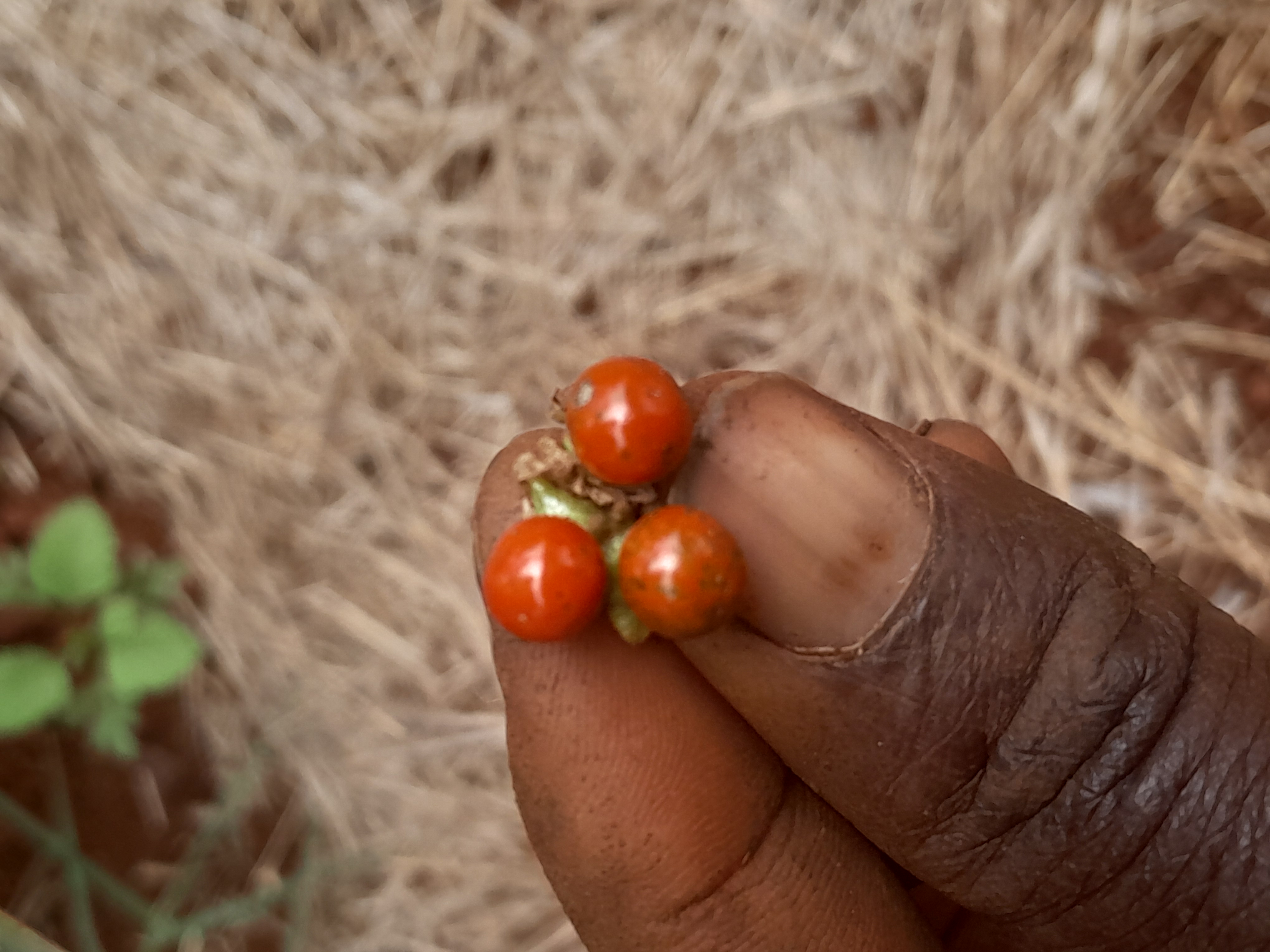 Ashwagandha (Indian Ginseng)plant · Heirloom Bean Seeds Company