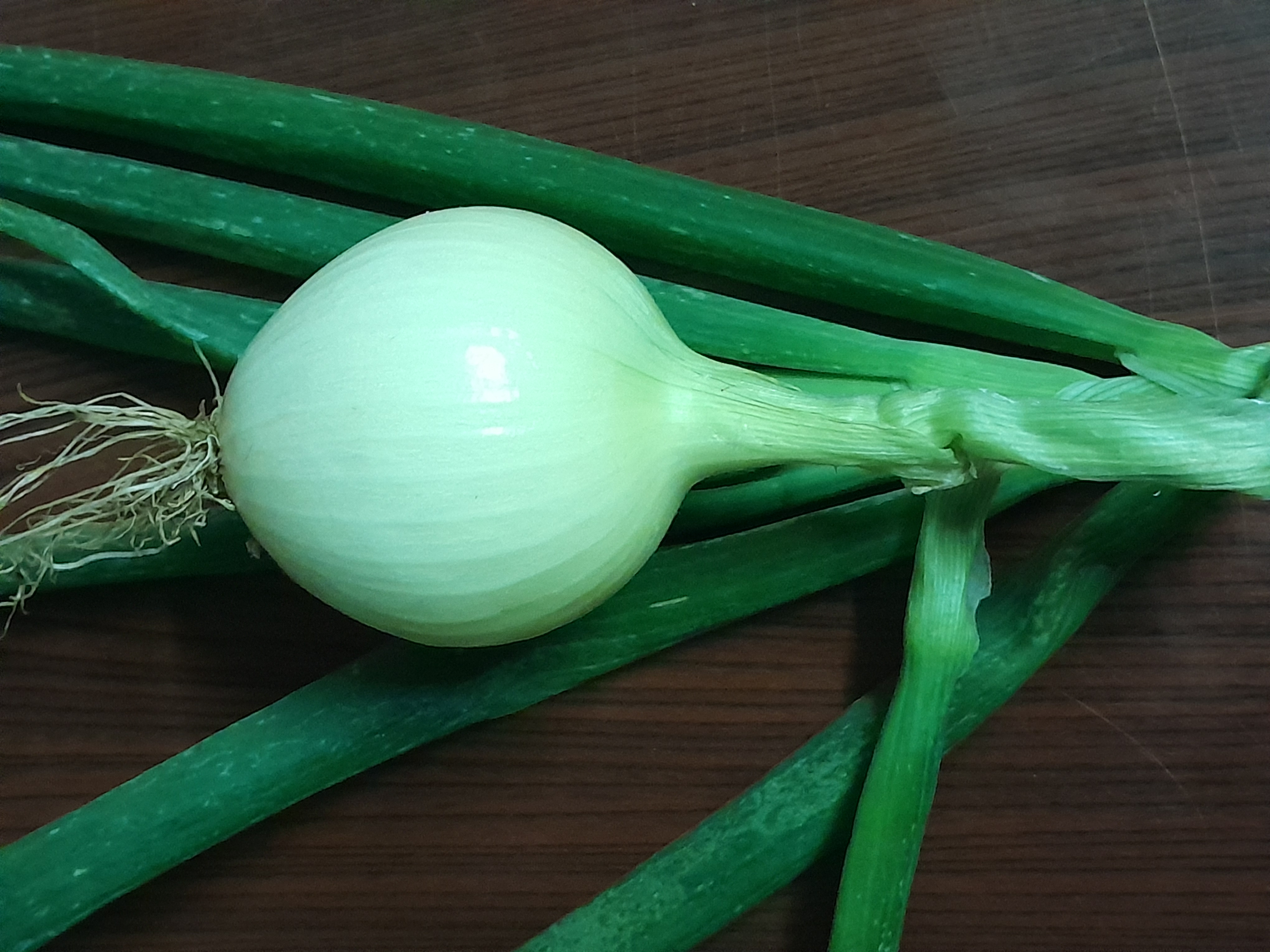 Texas grano onions seeds · Heirloom Bean Seeds Company