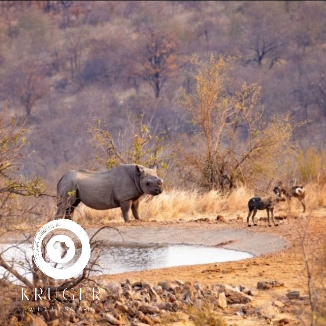 GAME DRIVES HOEDSPRUIT - BIG 5 NATURE RESERVE · Game Drives Hoedspruit ...
