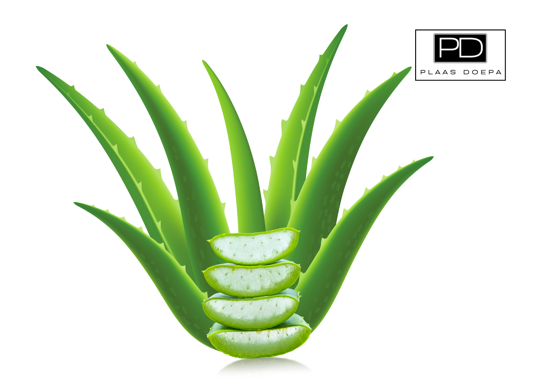 Aloe Vera Fragrance Oil · Plaas Doepa