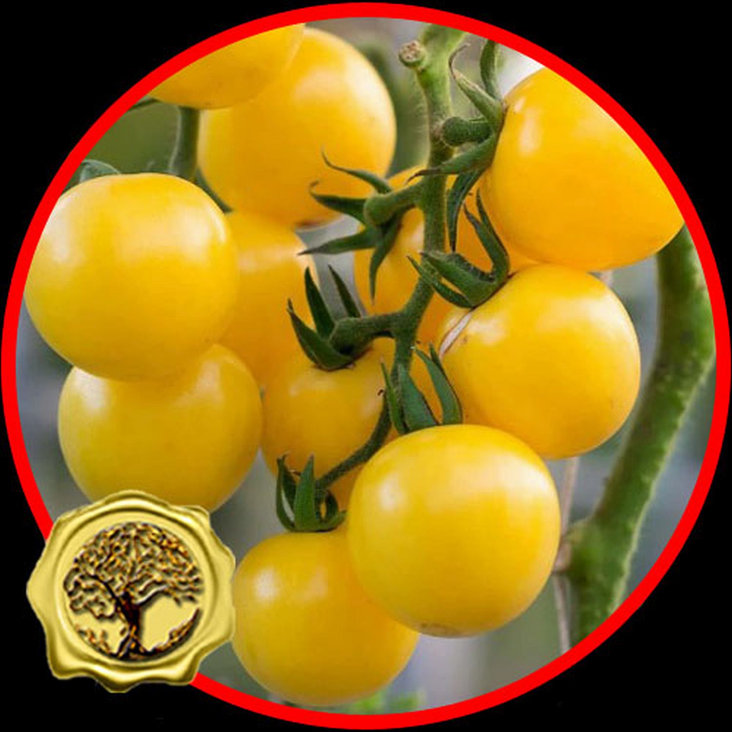 Sun Sugar Yellow Cherry Tomato · Sanctuary Farm Produce