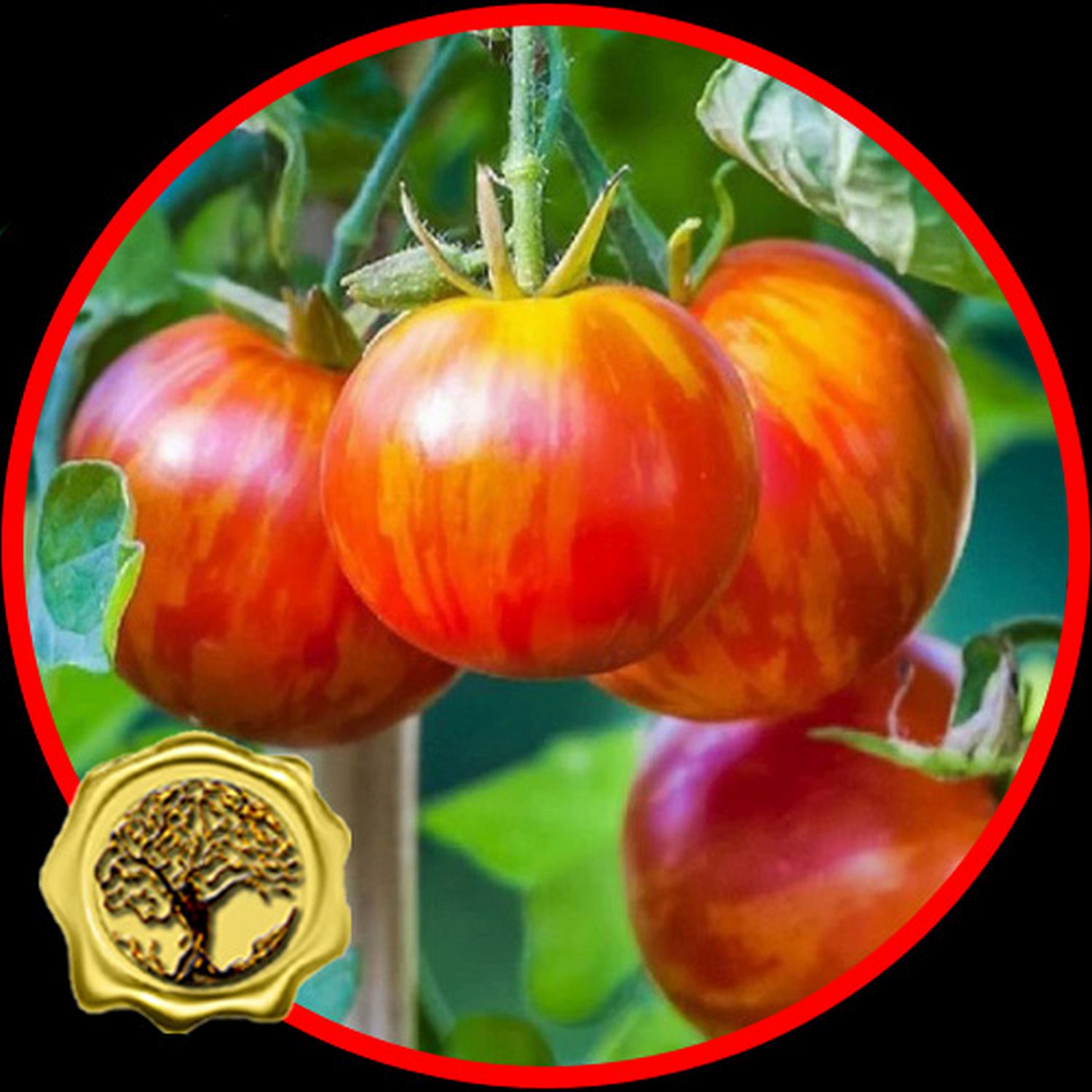 Tigerella Tomato · Sanctuary Farm Produce