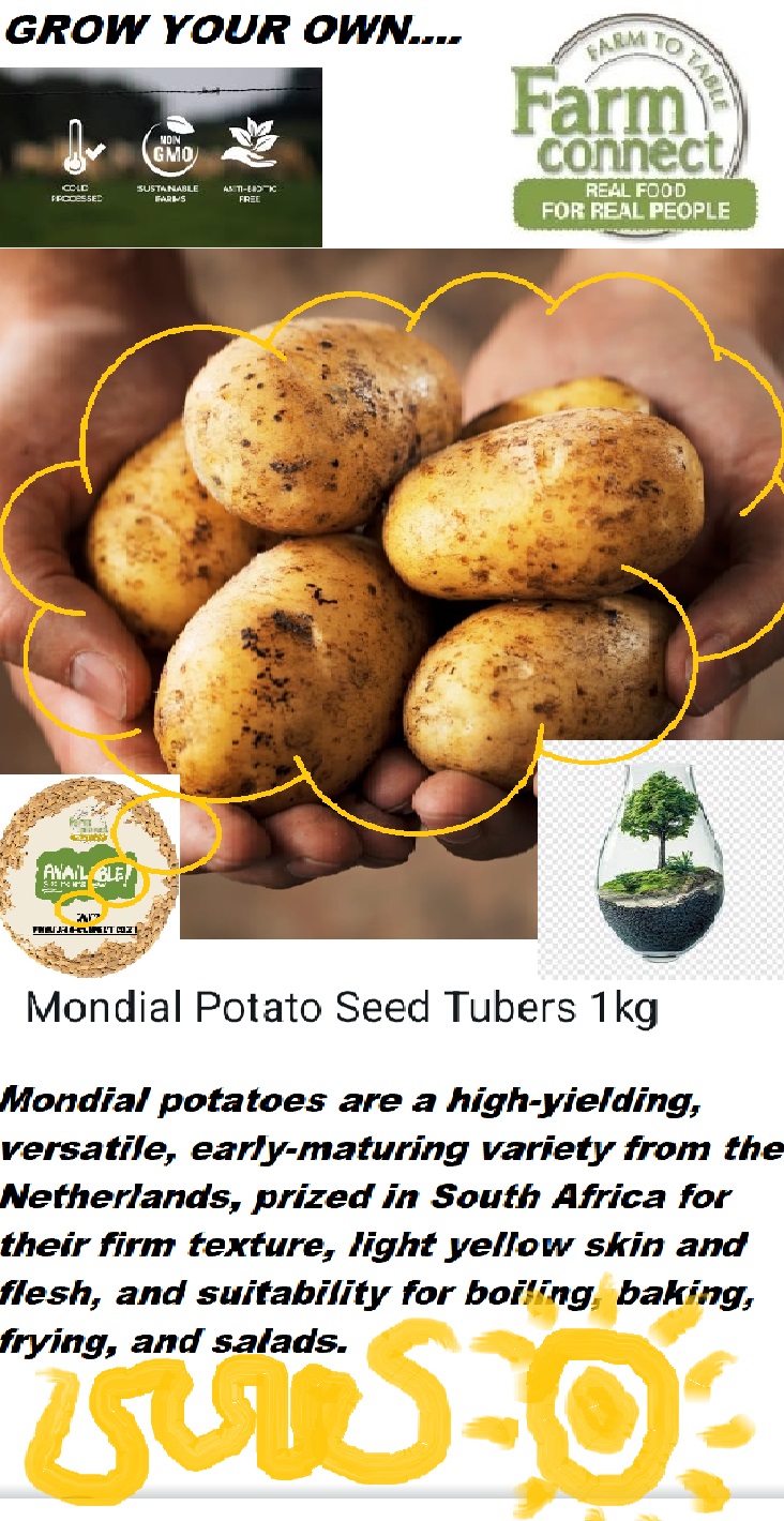 MONDIAL POTATO SEED TUBERS · B and H Treasures Pty Ltd t/a Farm Connect