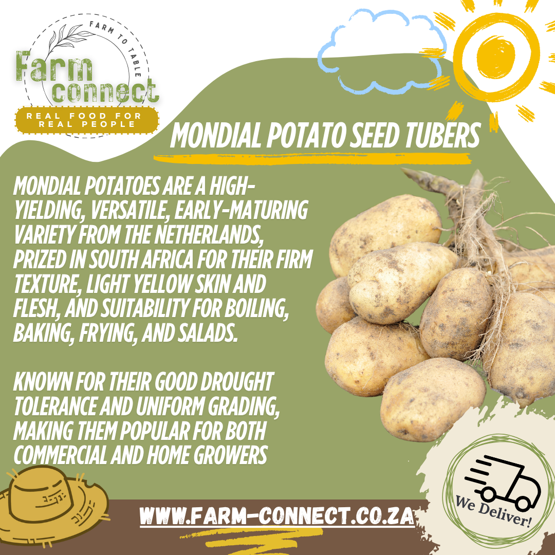 MONDIAL POTATO SEED TUBERS · B and H Treasures Pty Ltd t/a Farm Connect