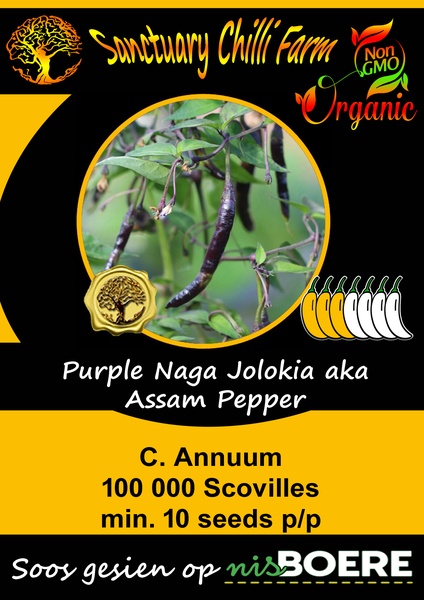 Purple Naga Jolokia aka Assam Pepper · Sanctuary Farm Produce
