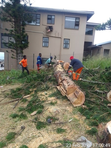 Photo gallery · GENIUS THE TREE FELLER