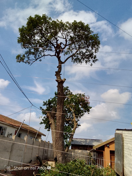 MARVELAS THE TREE FELLER